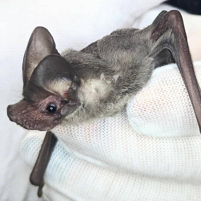 Microbats - Compassionate Animal Rescue & Exclusion