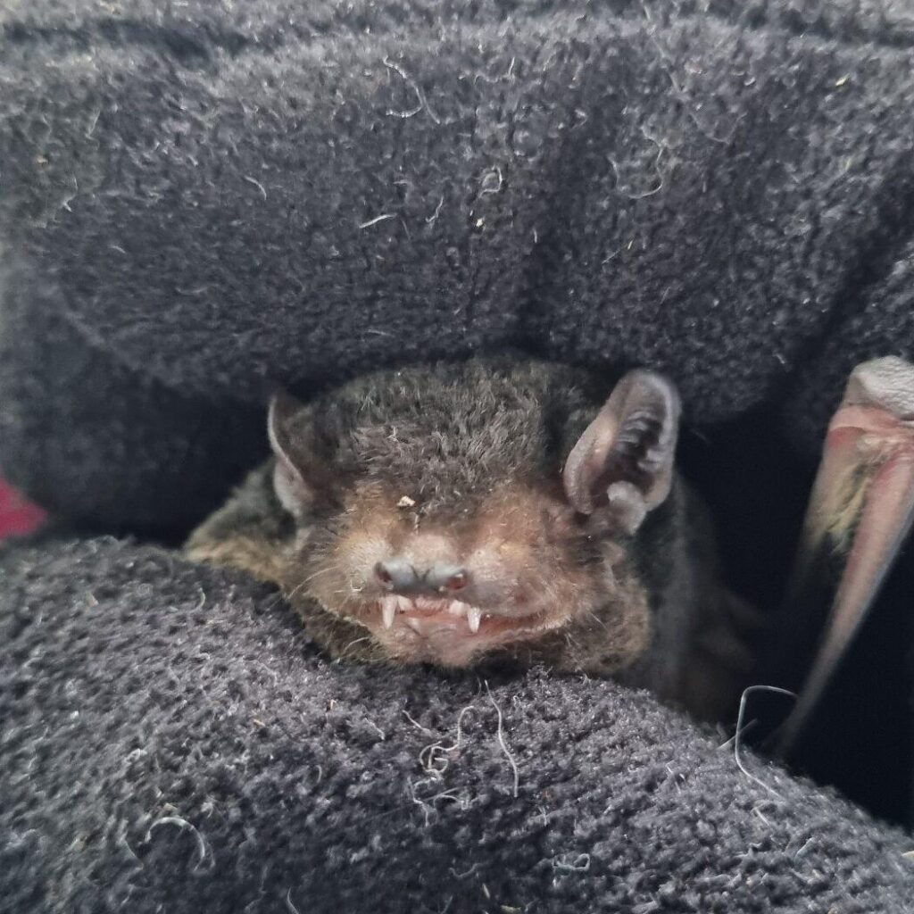 Microbats - Compassionate Animal Rescue & Exclusion